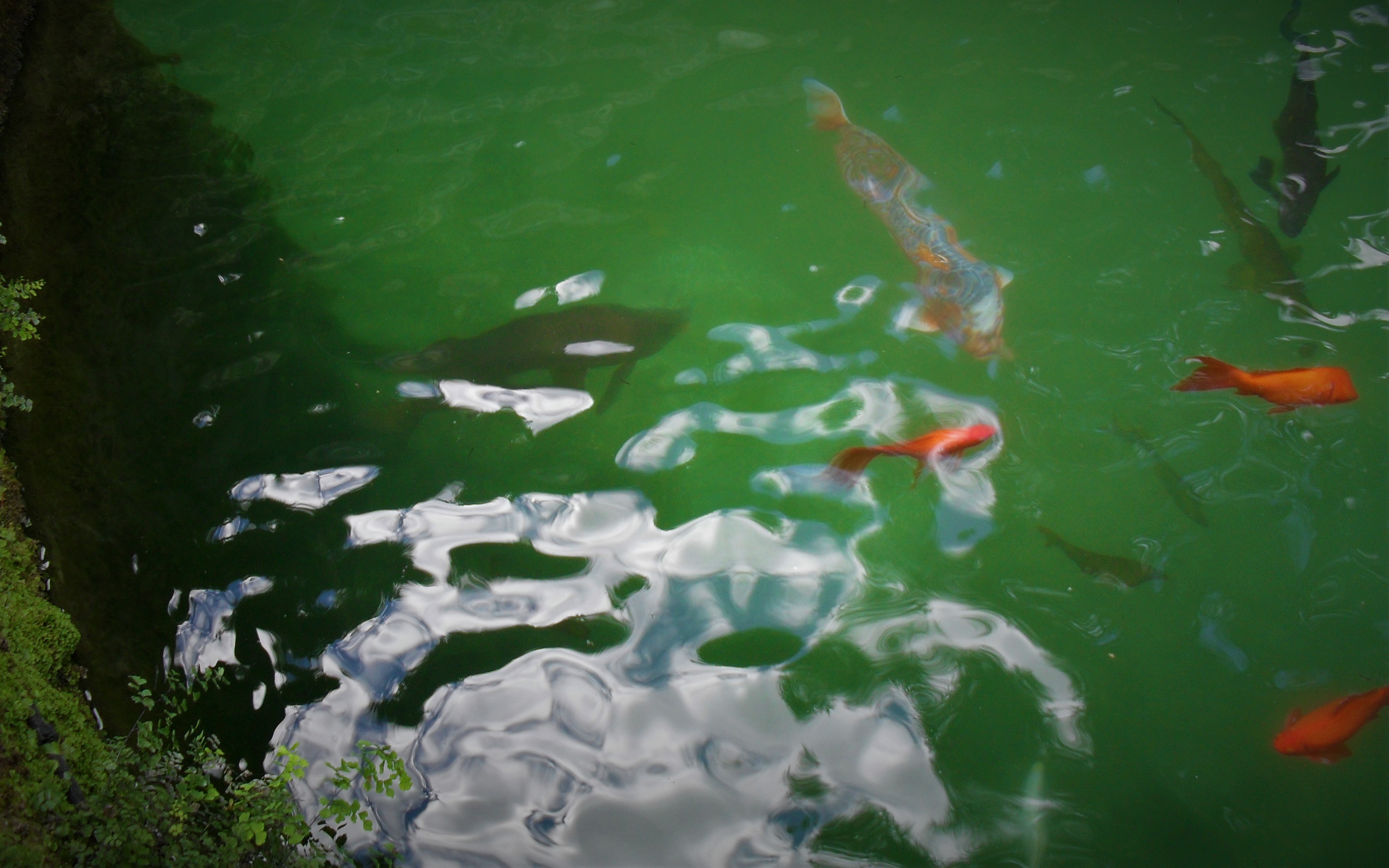 Introducing The Decans of Pisces – True Tarot Tales